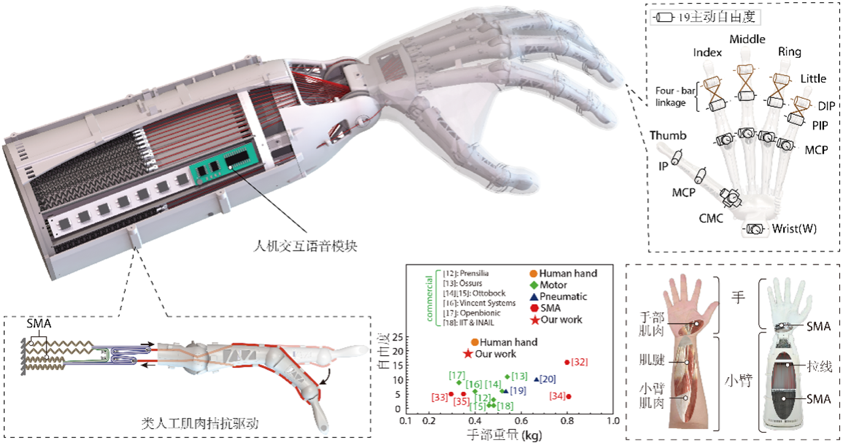 USTC Successfully Develops 19-DOF Biomimetic Dexterous Prosthetic Hand-University of Science and ...