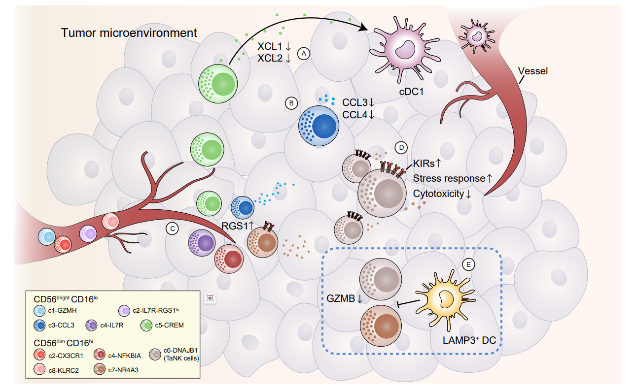Scientists Uncover Aberrant Natural Killer Cell Subtype-University of ...
