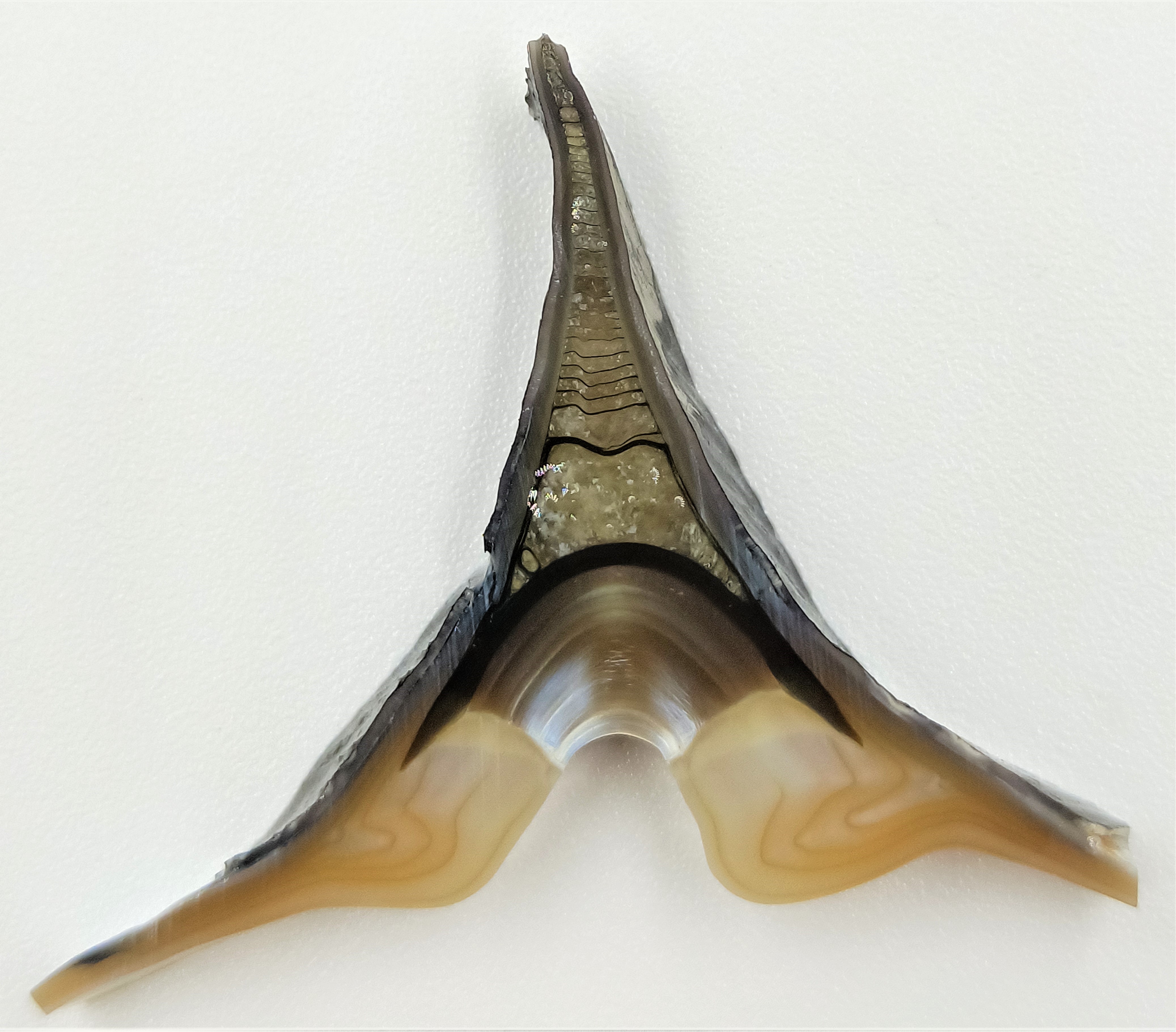 Bivalve shells inspire materials that don’t wear out -University of ...