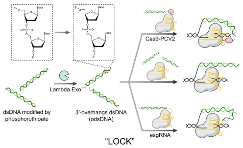 Double-stranded DNA Donor with Novel Structure Boosts Gene Knock-In ...