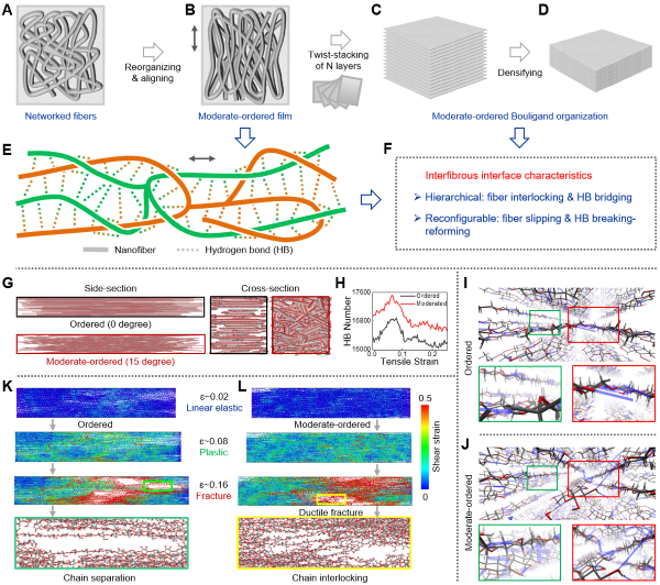 USTC Develops Bioinspired Bouligand Structure for Enhanced Mechanical ...