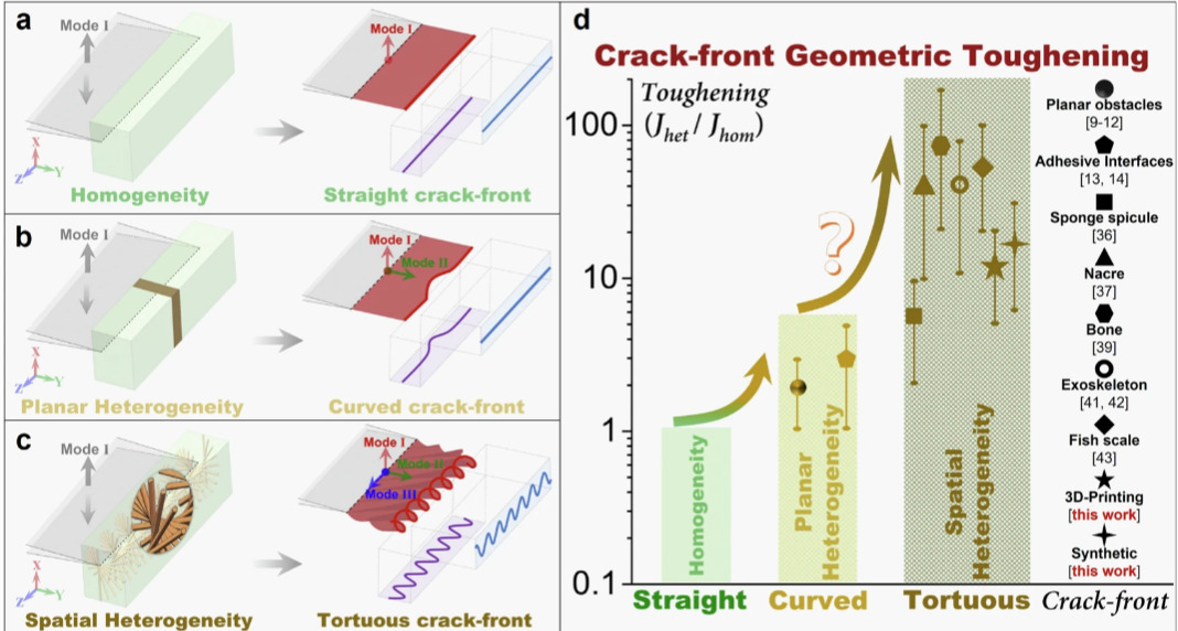 Researchers Reveal Toughening Mechanism of Crack Front in Bioinspired ...