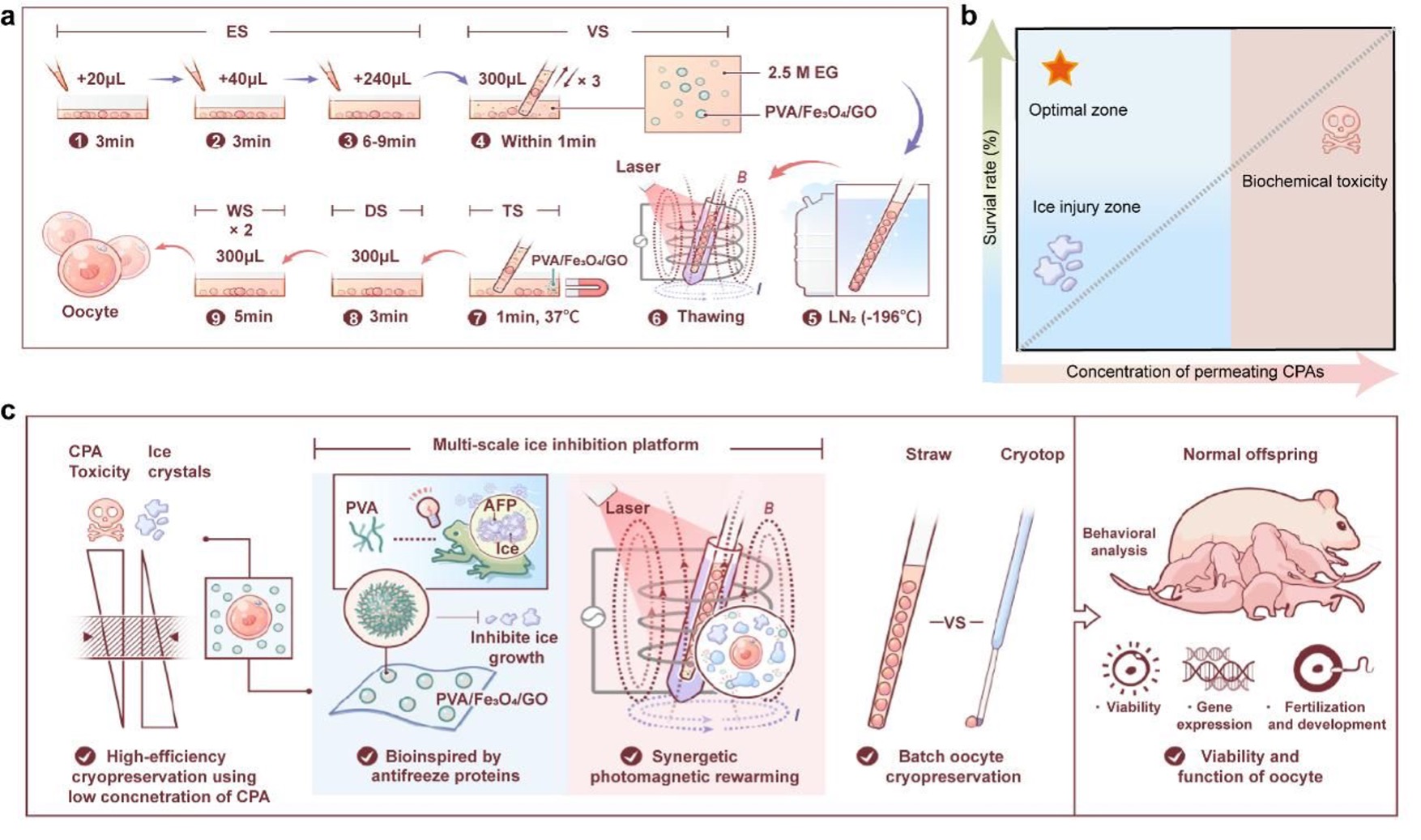 Researchers Develop Multi-Scale Ice Inhibition Platform for Oocyte ...