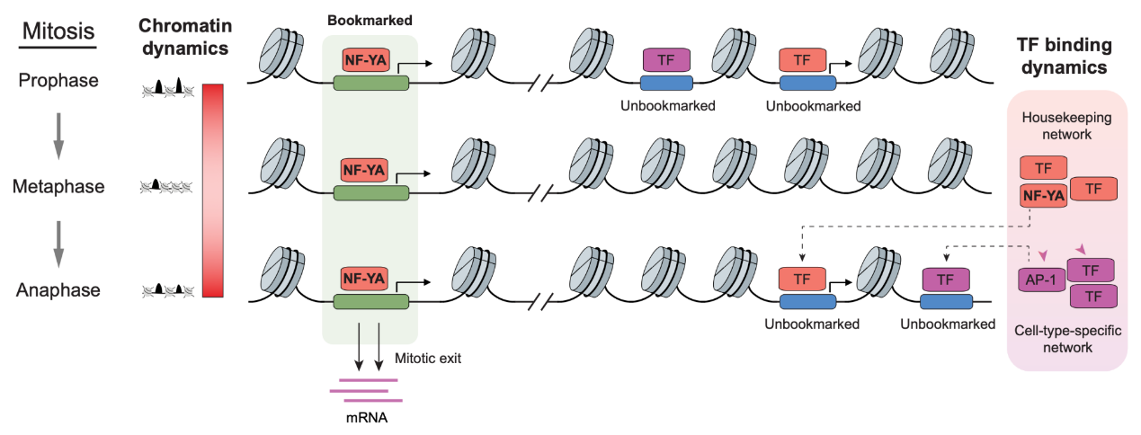 USTC revealed the dynamic and regulatory blueprint of mitotic ...